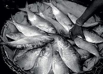 Bengalis elated as Bangladesh lifts ban on hilsa exports