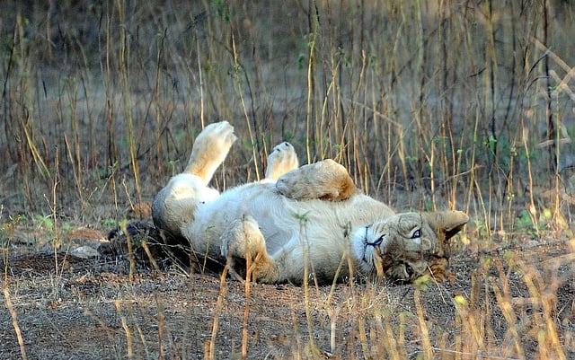 Suspected infection kills four cubs in Gir; 17 lions isolated as ...