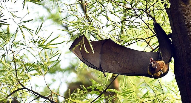 Nipah virus resurfaces in Kerala: 42-year-old woman in critical ...