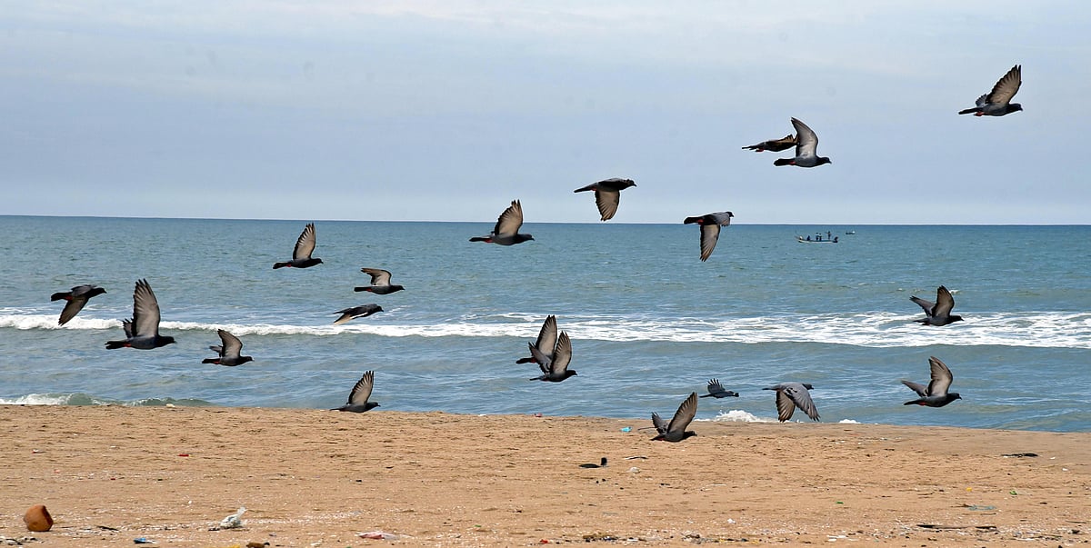 Sacks full of pigeons found on rice-laden truck in WB