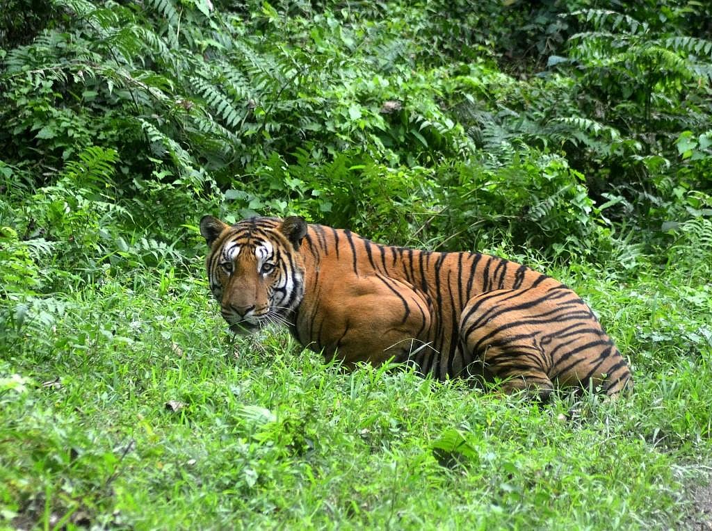 Man dies in suspected tiger attack in Assam's Kaliabor