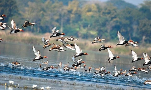 bird breeding