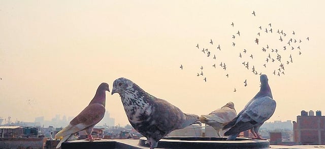 ‘Kabootar Bazi’: Flights of passion and skill