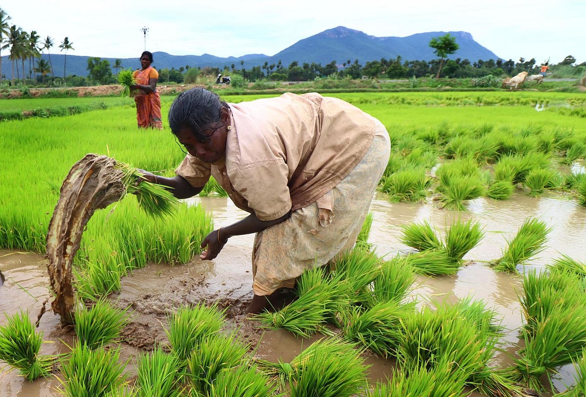 El Nino may impact second half of monsoon, not good news for ...