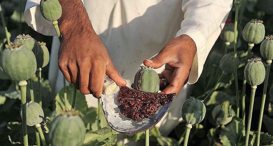 Punjab man booked for trying to send opium to Canada in Chyawanprash box