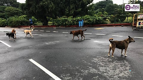 Can anyone randomly pick up or kill stray dogs after Supreme Court ...