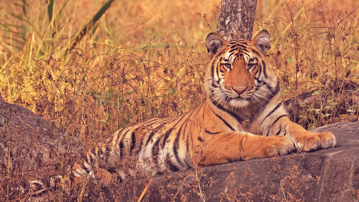 Tiger reserve: पंतप्रधानांनी म्हादई अभयारण्याबाबत केलीय 'ही' घोषणा ...