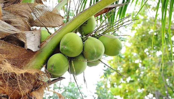 गोव्यातील नारळ उत्पादनाचे विदारक चित्र