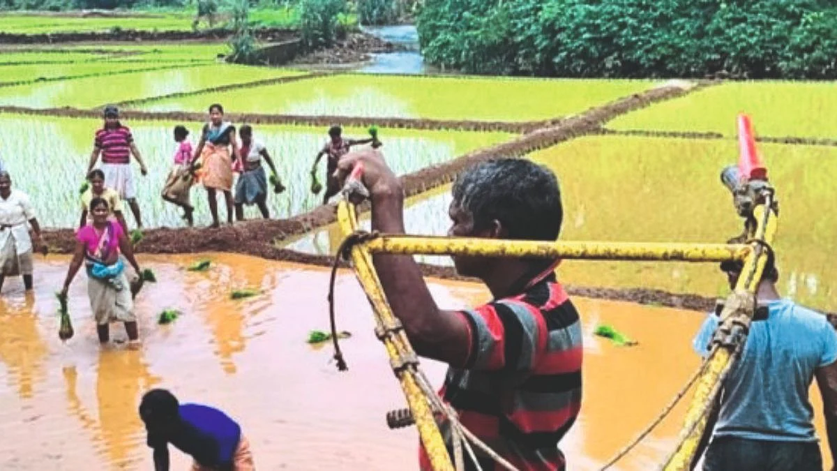 Rice cultivation in goa | काणकोणात 300 हेक्टरमध्ये भात शेती
