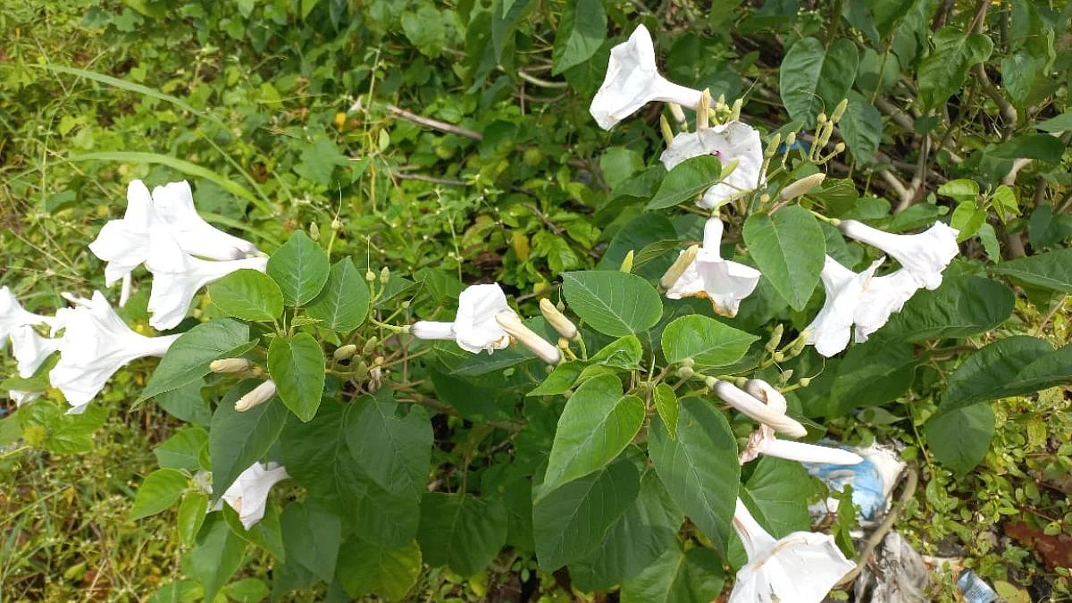 Goa Beautiful Wildflowers | श्रावण सरींनी धरती बनली हिरवीगार; माळरानावर ...