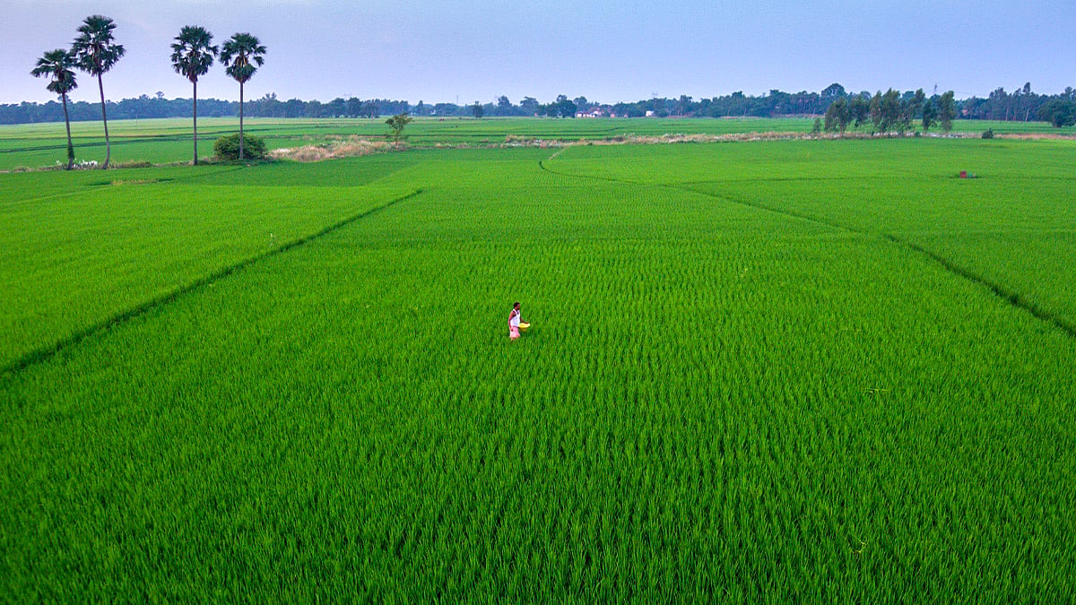 Goa Agriculture: समाधानकारक पावसामुळे यंदा चांगली शेती!