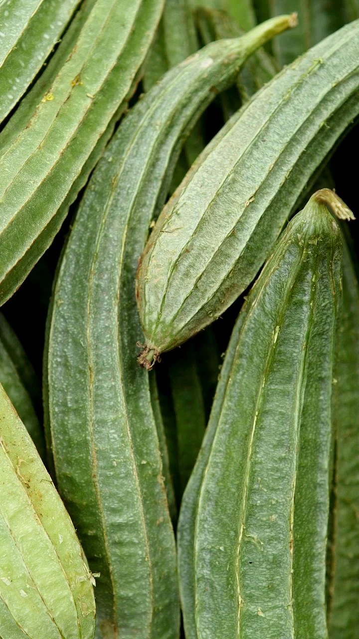 यकृत डिटॉक्स करणारा फायदेशीर दोडका |Ridge Guard