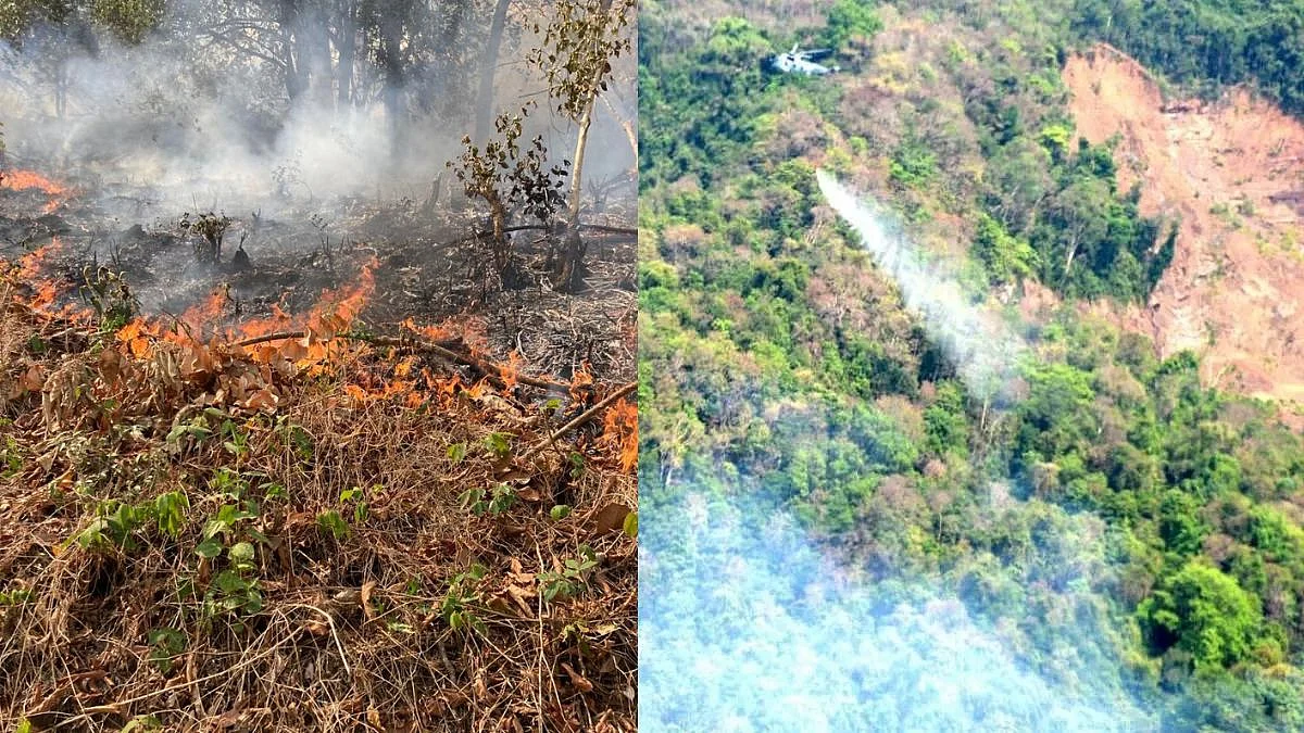 गोव्यात जंगलातील आगीने किती जंगल झाले खाक? राज्यसभेतील उत्तरातून समोर ...