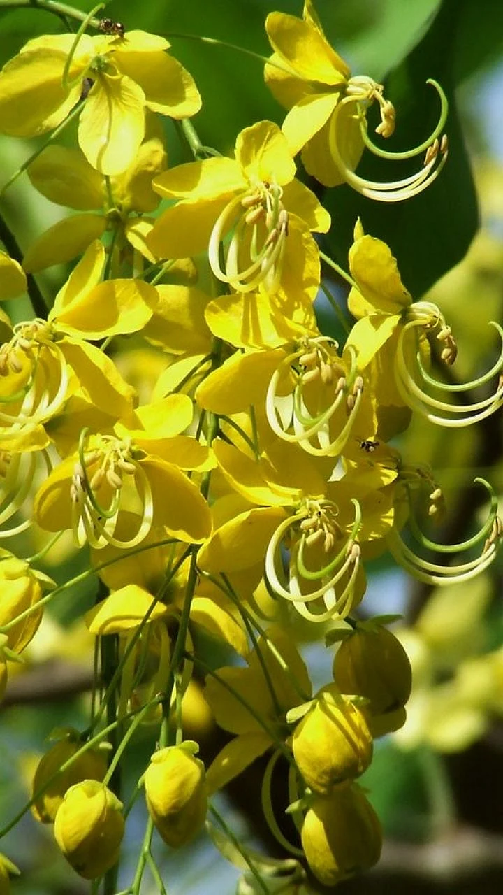 मनमोहक बहावा अन् आरोग्य health benefits beautiful flower bahava