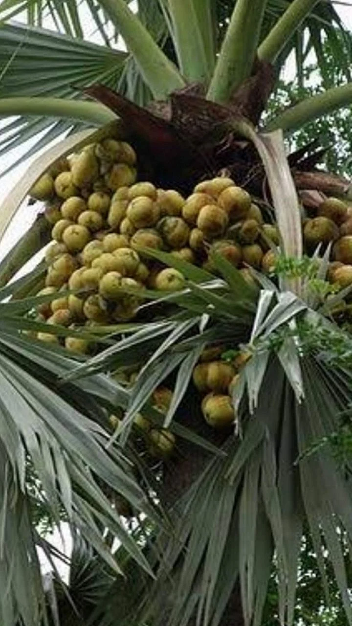 उन्हाळ्यात प्रत्येकानं आवर्जून खावे असे ताडगोळे Palm fruit