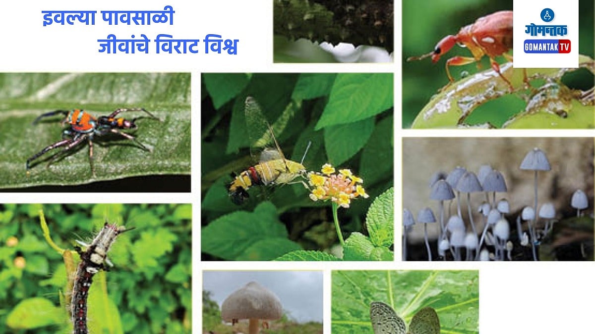 इवल्या पावसाळी जीवांचे विराट विश्व | monsoon insects life waterfall ...
