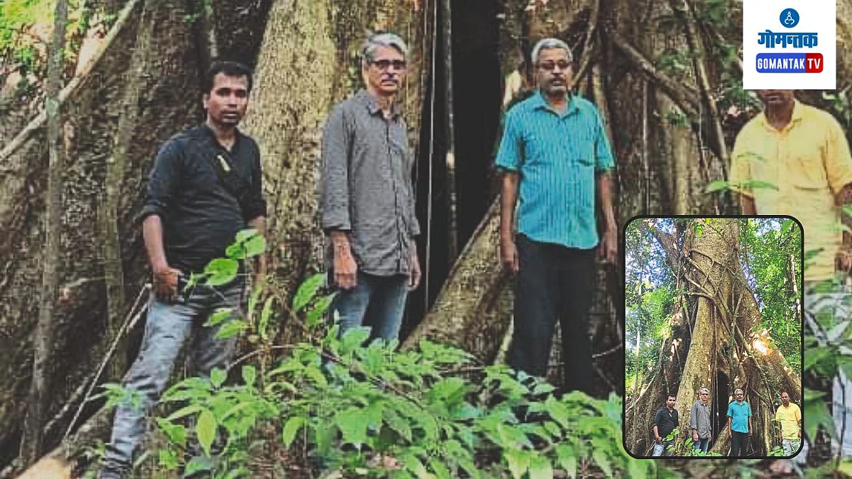 श्रीस्थळ काणकोणचा पाचशे वर्ष जुना ‘जर्माल’ वृक्ष; वारसा वृक्षाचा दर्जा ...