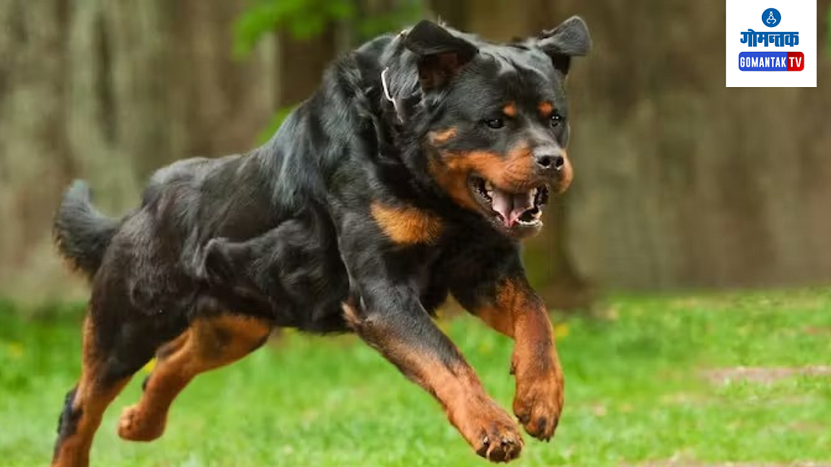 ताळगावात चिमुरड्या भाऊ-बहिणीवर रॉटवेलर कुत्र्याचा हल्ला; चेहरा, छाती ...