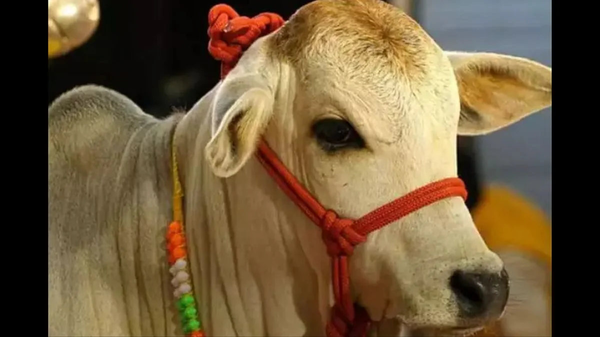जगातील सर्वात लहान गाय 'ही' आहेत वैशिष्ट्ये Punganur Cow worlds ...