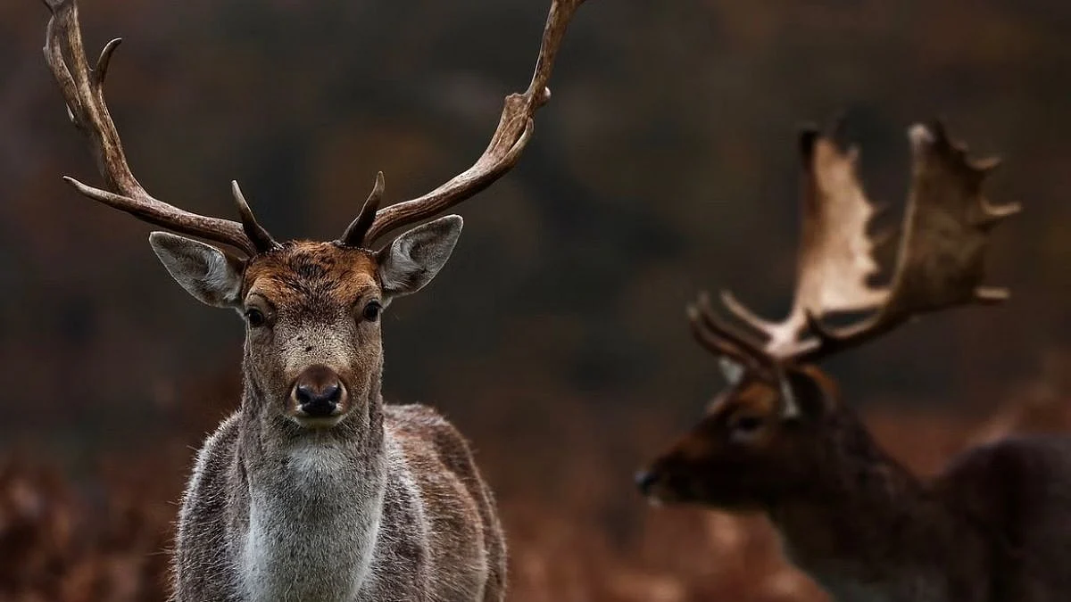 उत्तर अमेरिकेत पसरला असा रोग ज्यामुळे हरणांना चढत आहे नशा, पाहा Viral ...