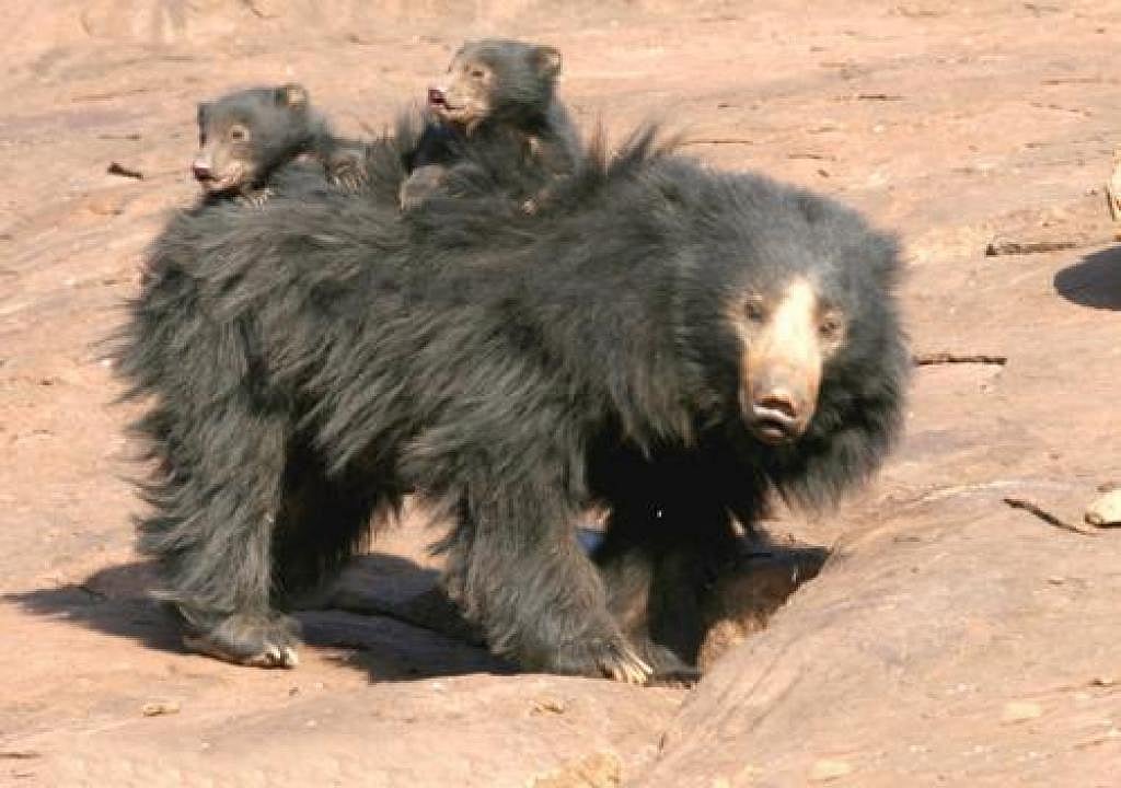 A death sentence for protecting her babies