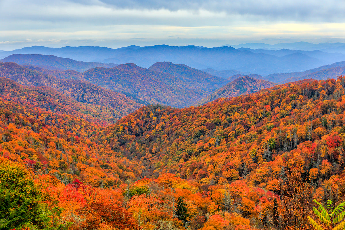 Study Reveals Insufficient Compensation for Downgraded Protected Areas ...