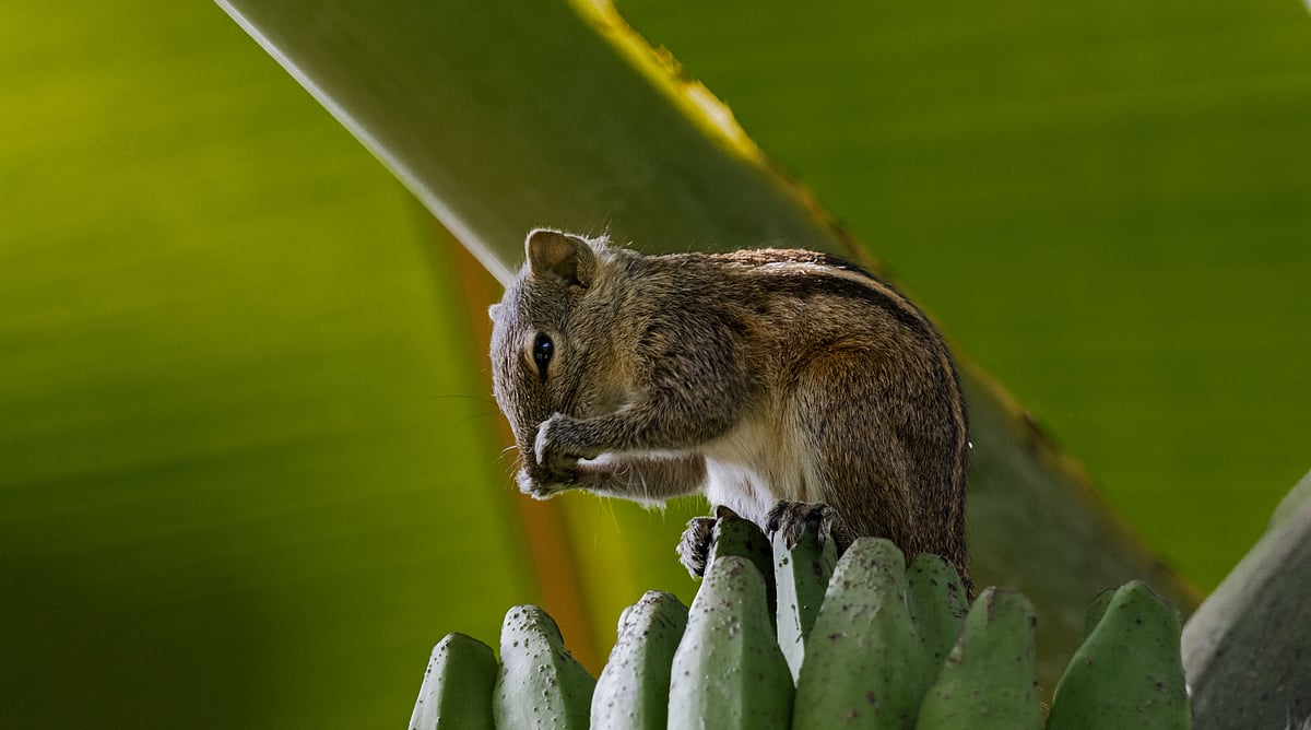 Study Identifies African Forest Rodents as Potential Carriers of Mpox Virus