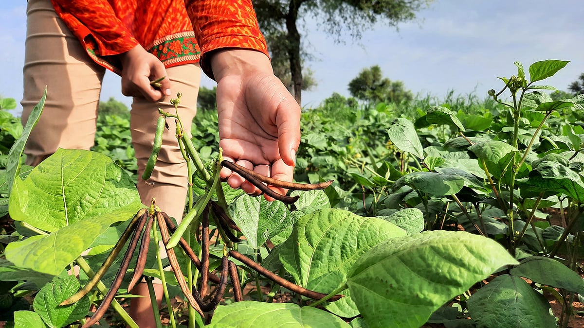 Climate-Resilient Crops: A Crucial Solution for Indian Agriculture