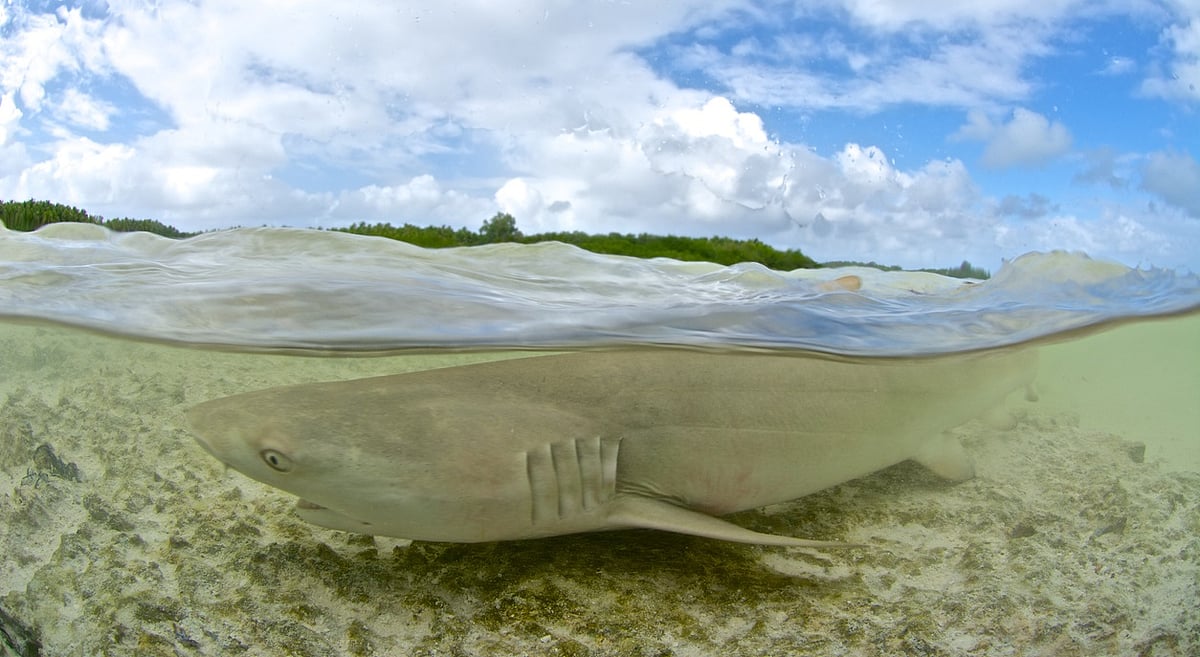 2024 Shark Attack Report: Bull Sharks Responsible for Majority of 47 ...