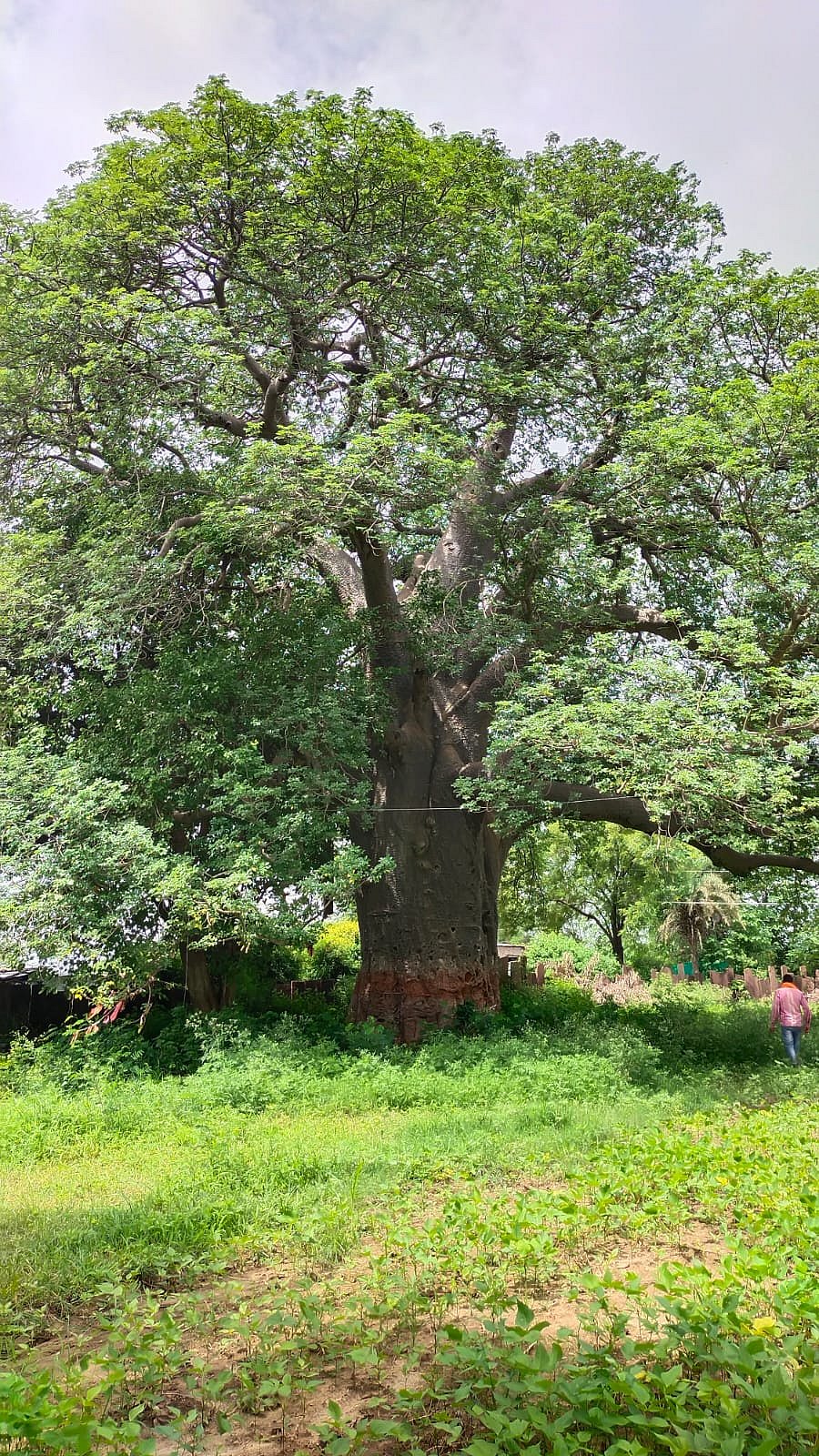 Exploring India’s Majestic Baobab Trees: A Natural Wonder
