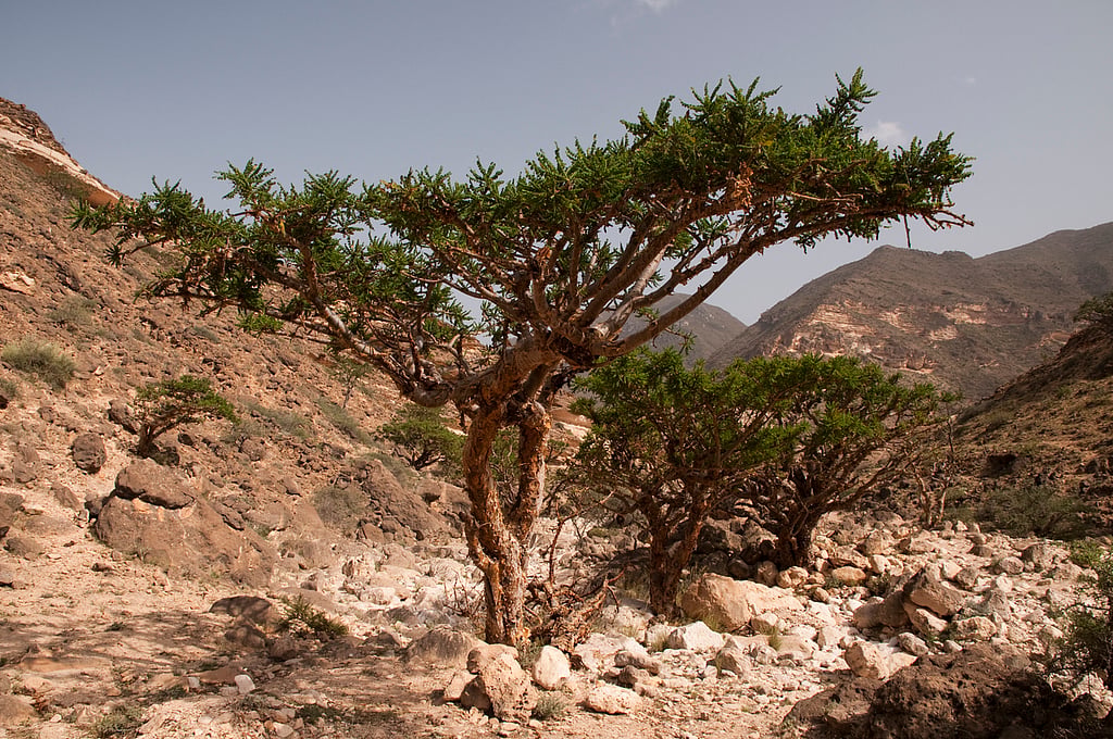 Frankincense in Peril: IUCN Warns of Extinction Threat