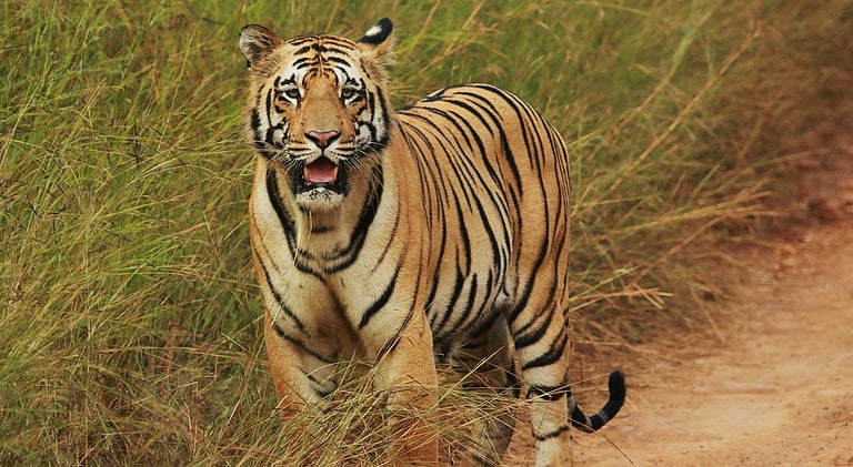 Tiger Conflict Alert: Poor Habitat Management Fuels Human-Big Cat Clashes