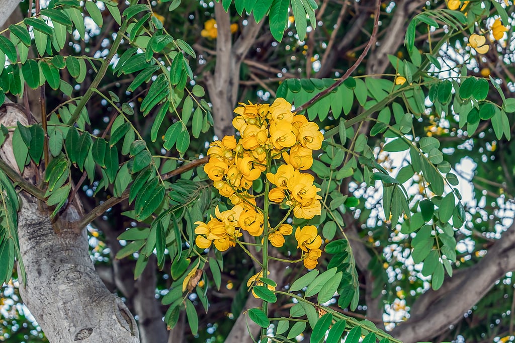Senna Invasion: South India's Battle Against Ecological Threat