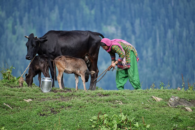 Methane Reduction: Transforming India's Dairy Sector for Climate Action