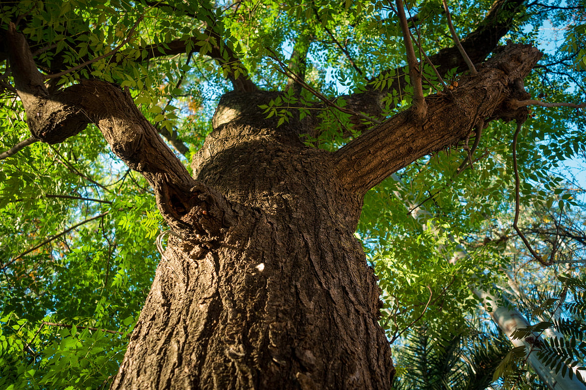 Urban Tree Planting: Rethink for Cleaner Air with Low-VOC Species