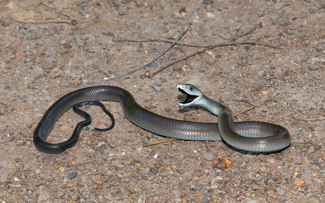 Pollution Indicators: Black Mamba Scales Reveal Heavy Metal Toxins