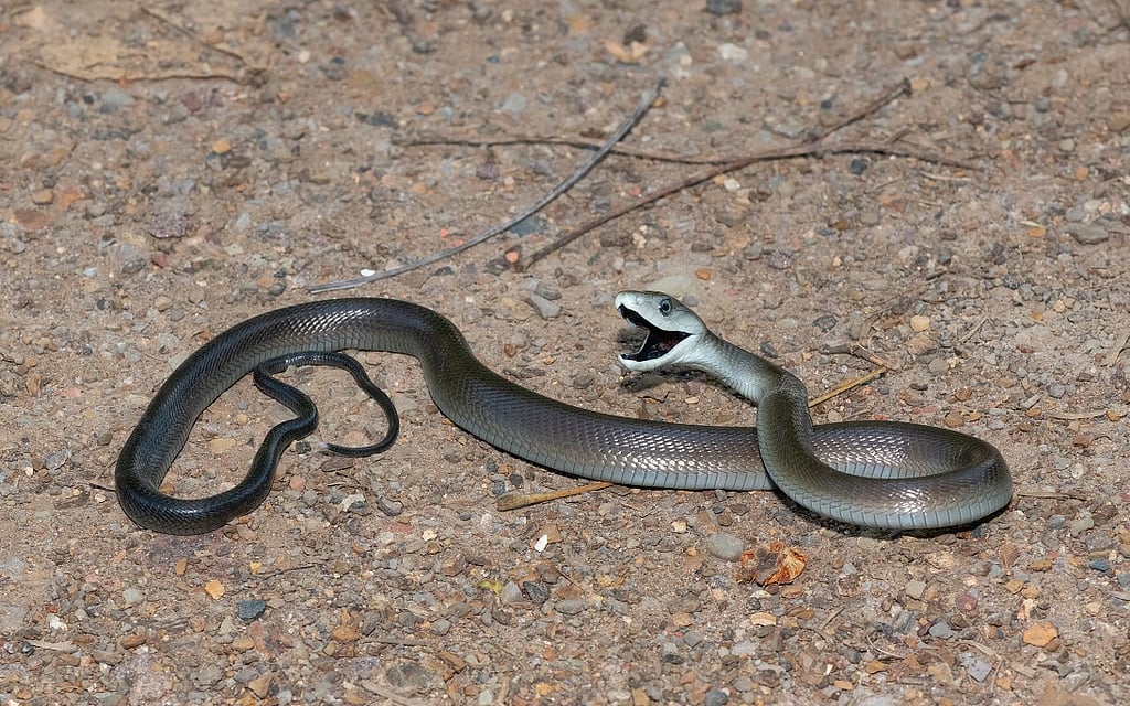 Pollution Indicators: Black Mamba Scales Reveal Heavy Metal Toxins