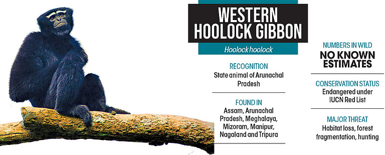 The Western Hoolock Gibbon: Assam's Primate Neighbor and Conservation Icon