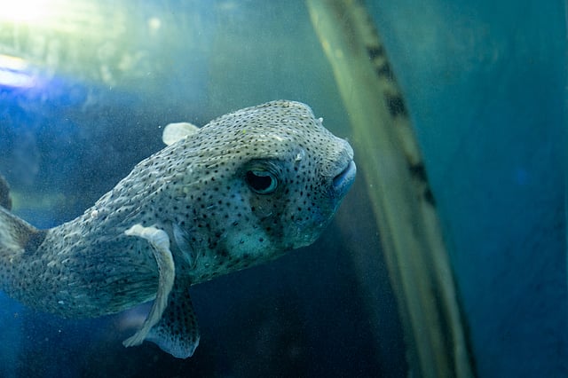 India's First Pufferfish Poisoning Case Highlights Hidden Riverine ...