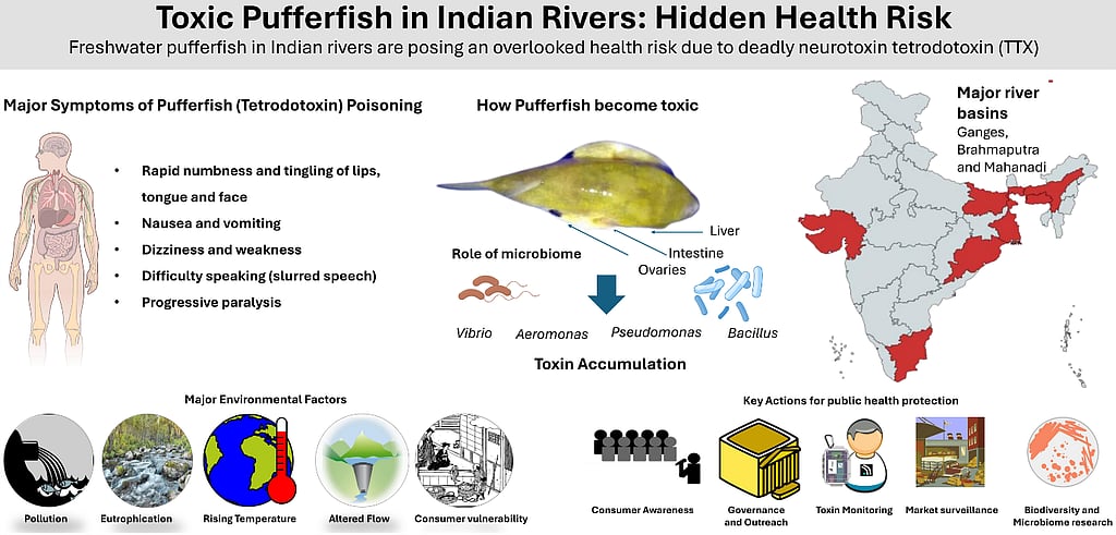 India's First Pufferfish Poisoning Case Highlights Hidden Riverine ...