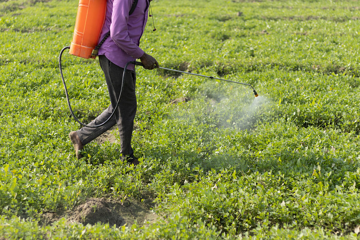 India's Pesticide Crisis: From Farm Tools to Everyday Hazards