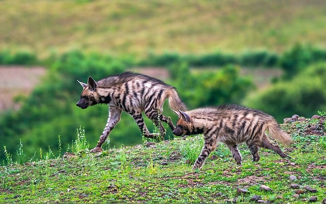 Tajikistan and Uzbekistan Push for Striped Hyena Protection at CMS COP15
