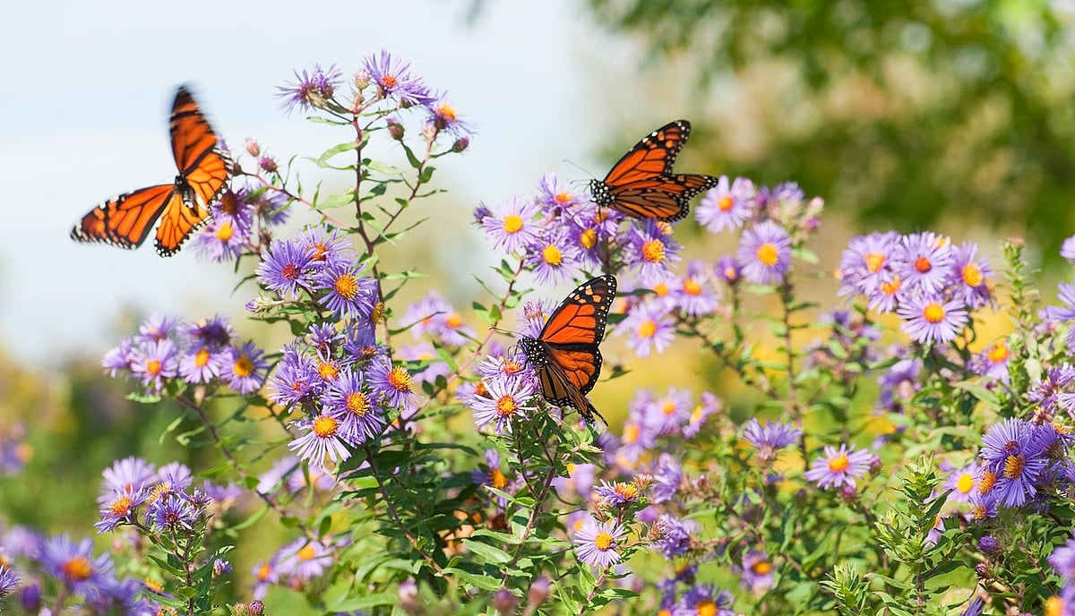 Monarch Butterfly Population in Mexico Sees 64% Surge in 2025-2026
