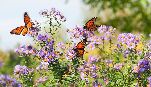 Monarch Butterfly Population in Mexico Sees 64% Surge in 2025-2026