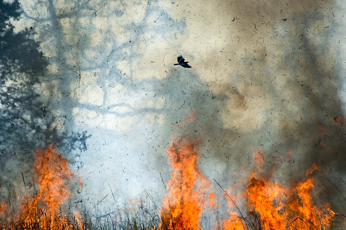 Why 2026 stands out as a worrying year for forest fires in India