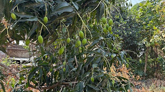 Climate Change Devastates Malihabad Mango Hub: North India Farmers ...