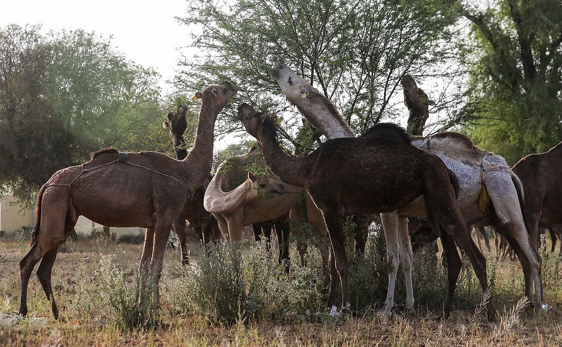 Rajasthan’s Lost Ships: How Camels Are Disappearing From India’s Desert ...