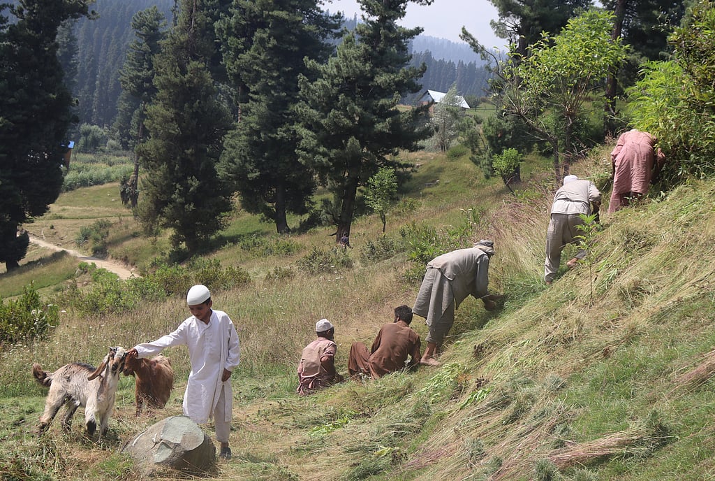 Climate Change Halts Kashmiri Bakarwal Migration, Threatening Culture ...