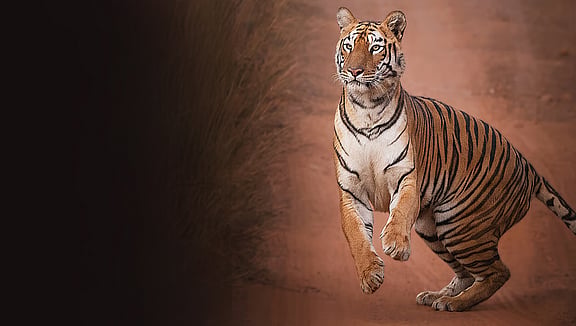 Tiger Attacks Surge: Unraveling the Human-Tiger Conflict in India