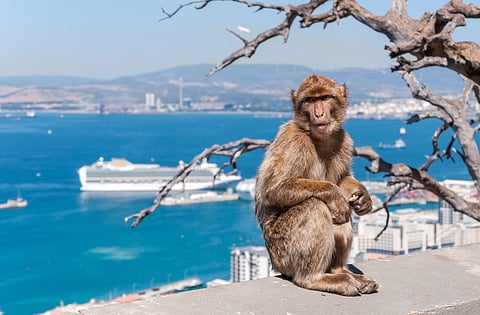 Gibraltar’s Barbary Macaques Eat Soil to Counter Junk Food From ...